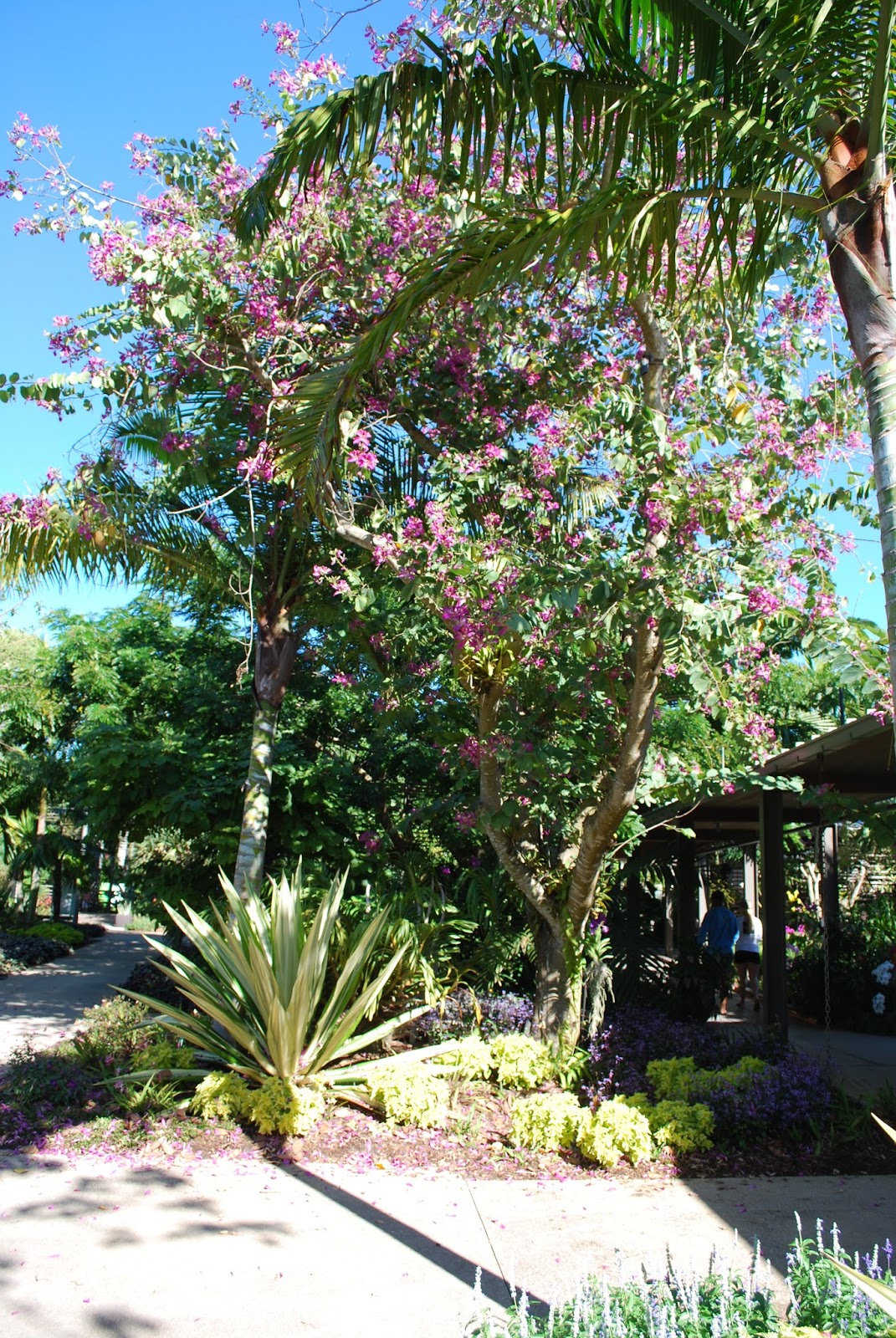 BLUE SKY AHEAD: Naples Botanical Garden