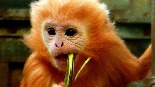 The World’s Most Beautiful and Colorful Monkeys ~ Amazing Animals