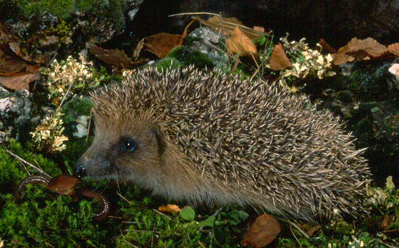 Erizo común (Erinaceus europaeus)