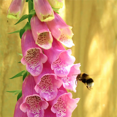 BugBlog: Watching bees on foxgloves