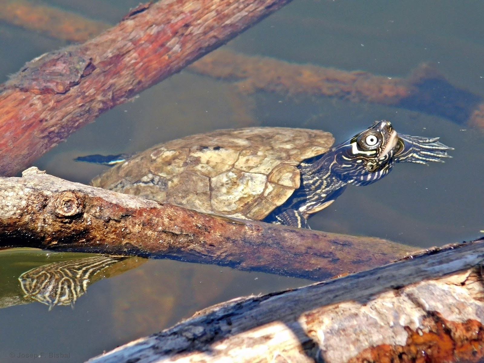 Sargantanes i Dragons: Graptemys pseudogeographica - Tortuga falsa mapa