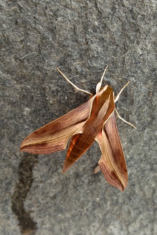 Singapore Wild Animals: Moths