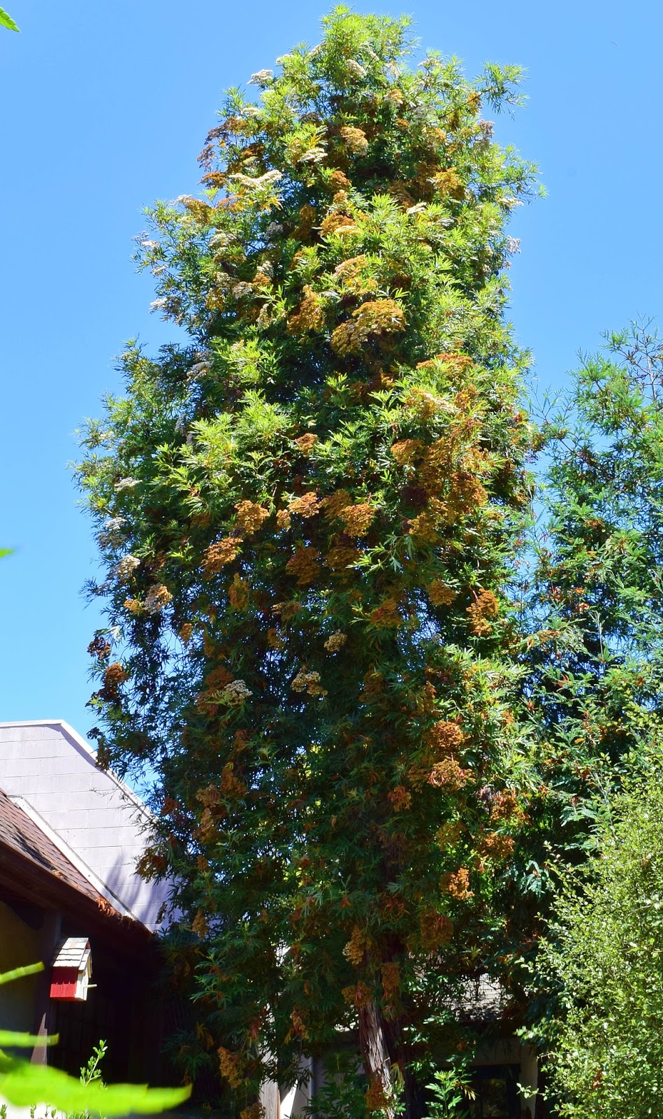 Friends of Carmel Forest Tree Tour with Dr. Matt Ritter 2016 - Carmel ...