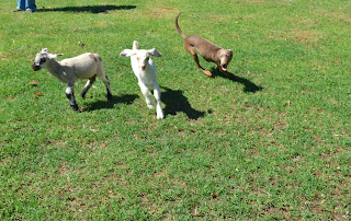 Silver Star Kelpie Stud