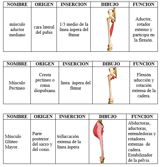 Fitness4you: Musculatura Interna y externa del muslo.