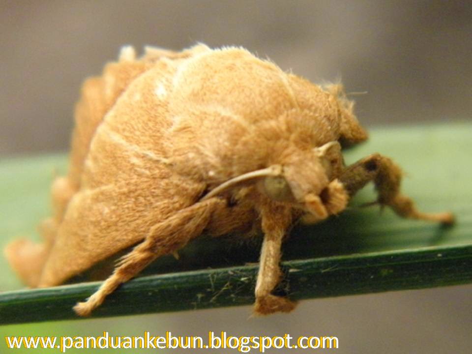 PANDUAN PENGENDALIAN ORGANISME PENGGANGGU TANAMAN (OPT) KELAPA SAWIT ...