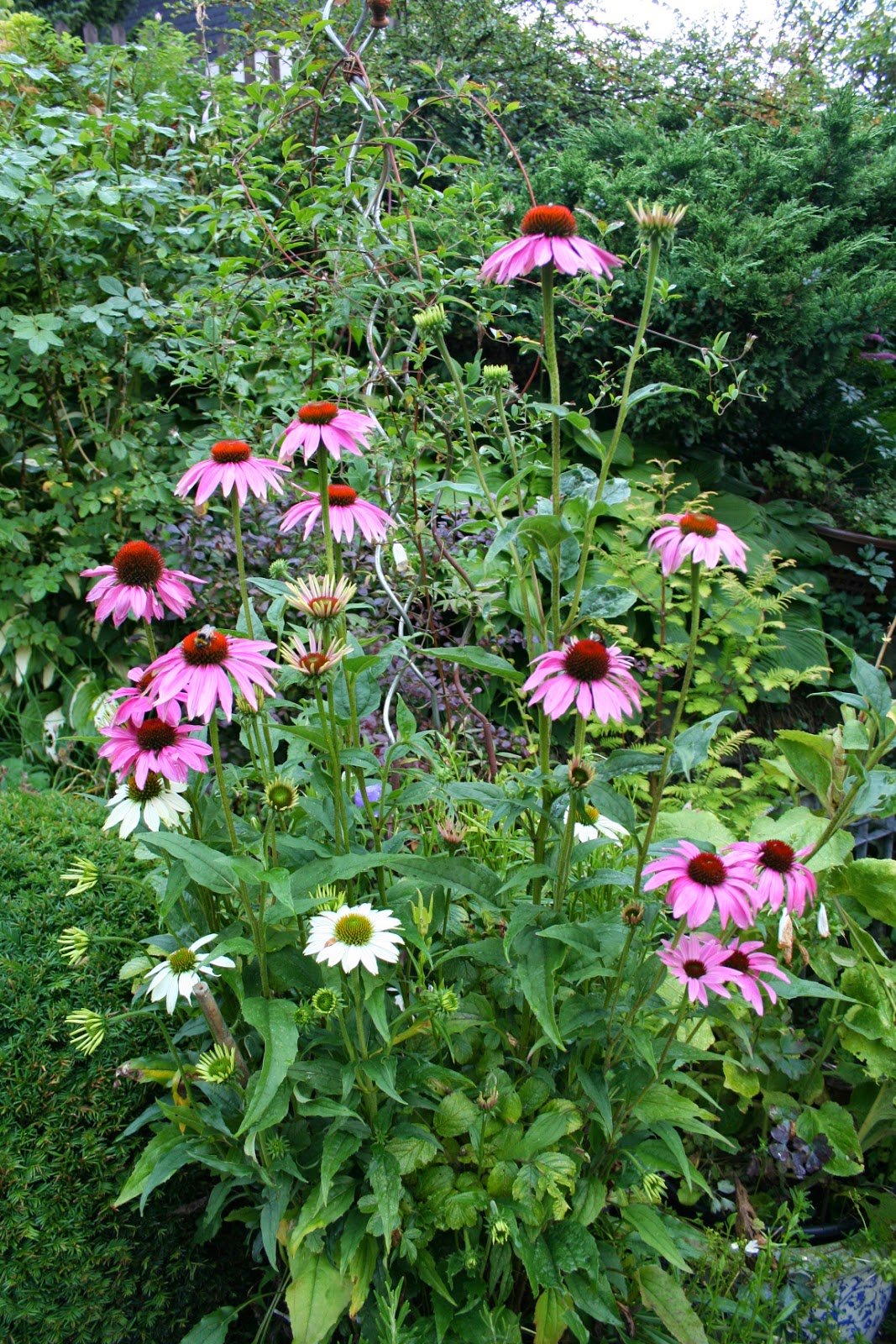Gartenwahn in Schräglage: Hortensien-Sommer
