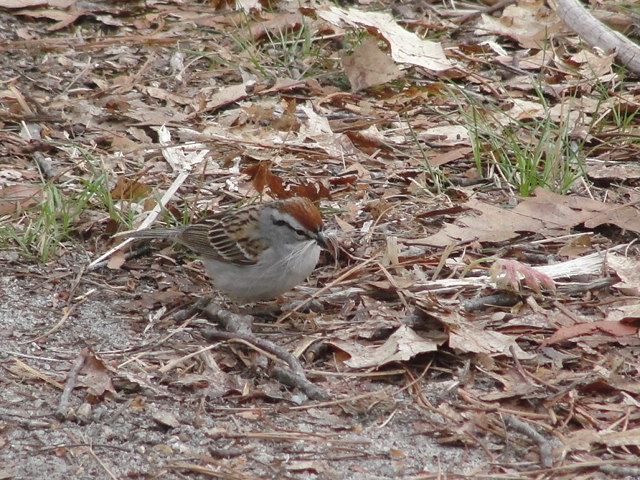 chipping sparrow | Mary Richmond's Cape Cod Art and Nature