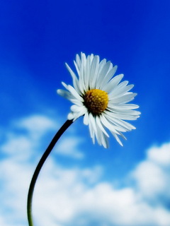 240x320 Animated Wallpaper Free Download