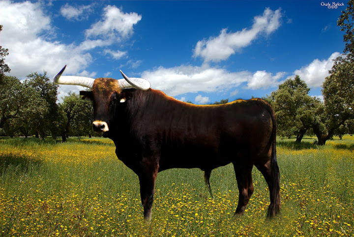 Antonio Nariño y Val do Dubra: Descripción de los haplogrupos de las ...