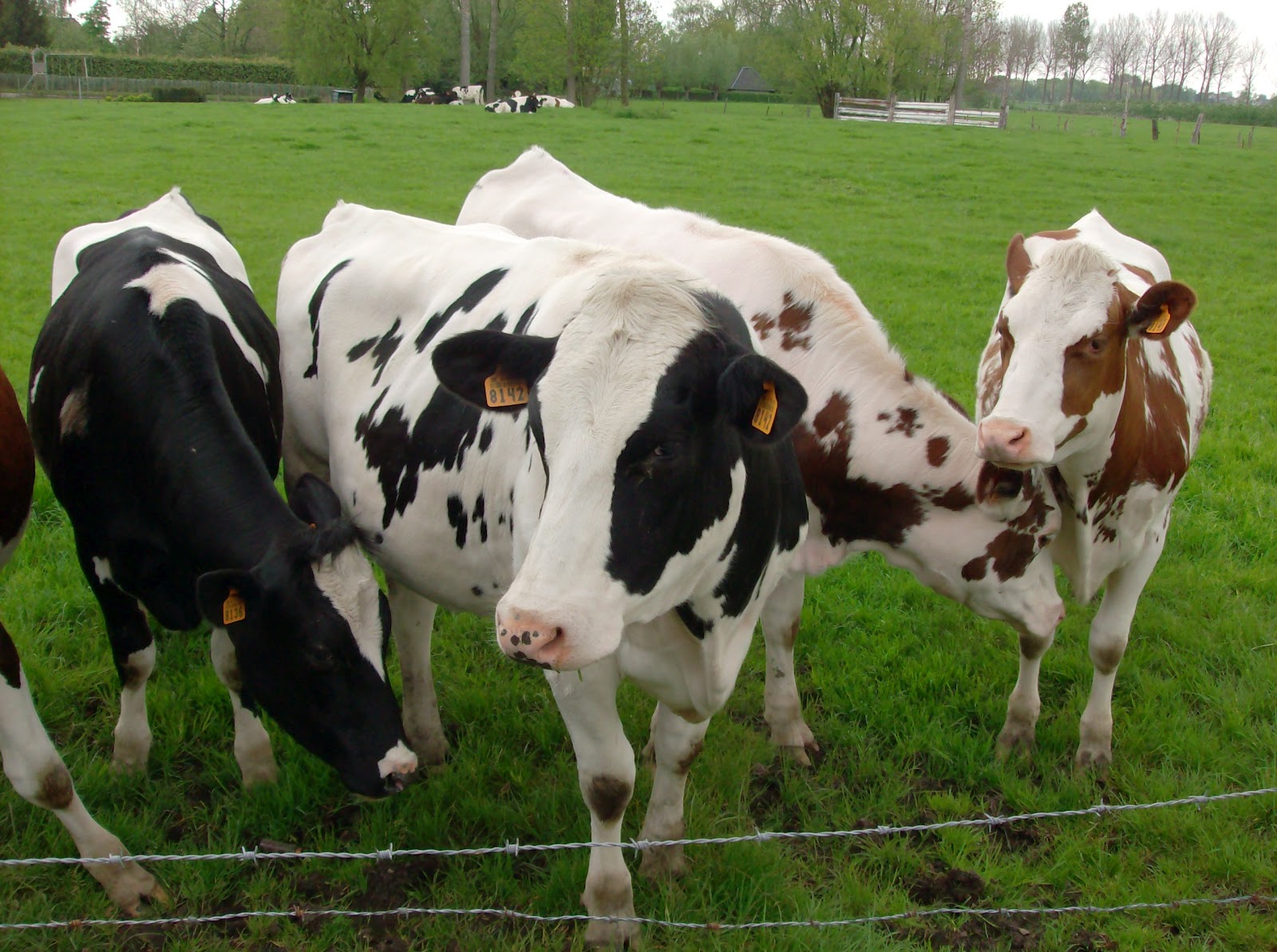 Dingen die fijn zijn: Koeien!!!