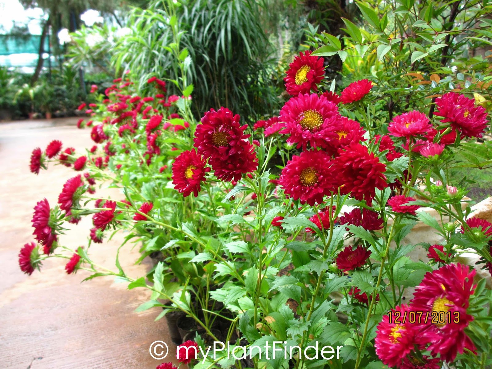 MY PLANT FINDER | Plant Guide: Callistephus chinensis cv.