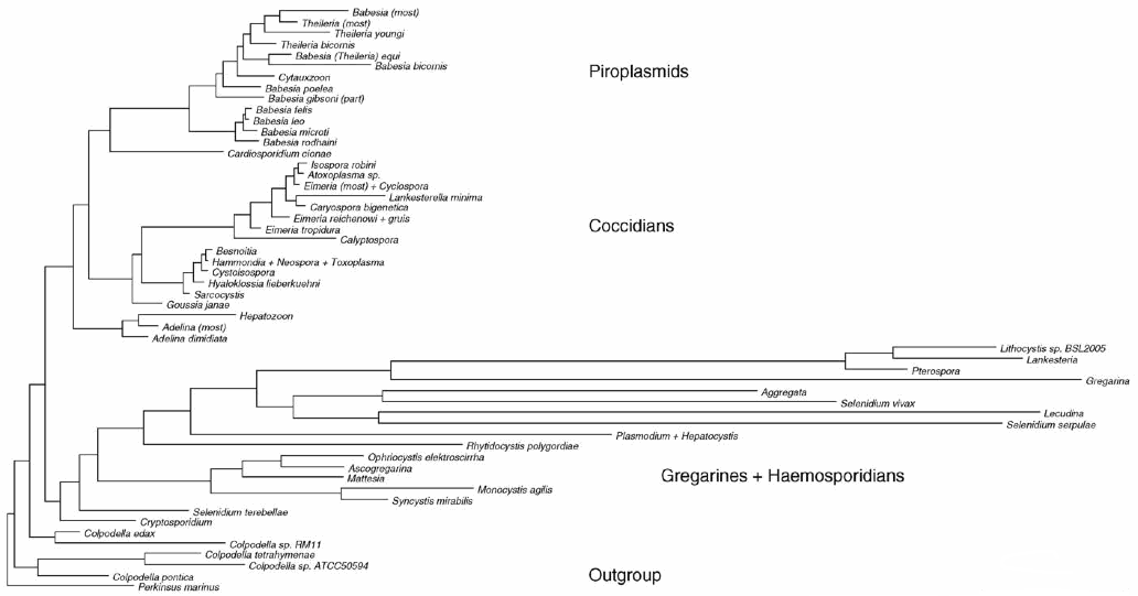 The Genealogical World of Phylogenetic Networks: Description ...