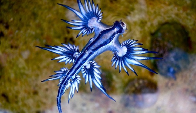 Mahluk Misterius Nyata Ini Bak dalam Film Avatar - Berita Kesehatan Terkini