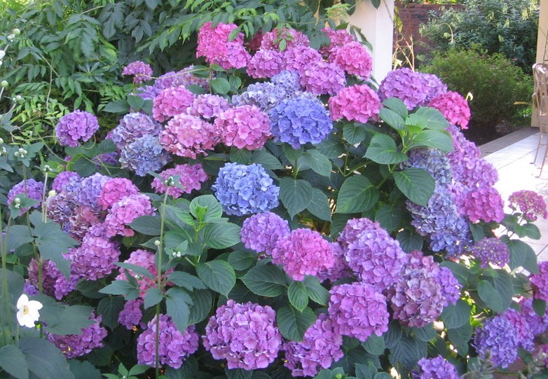HYDRANGEA - Popular ornamental plants ~ The Fancy Flora