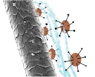 Hairdressing Salon Secrets: How shampoo works in your hair