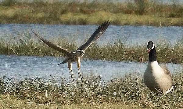 La fauna en la tundra - Animales, Naturaleza