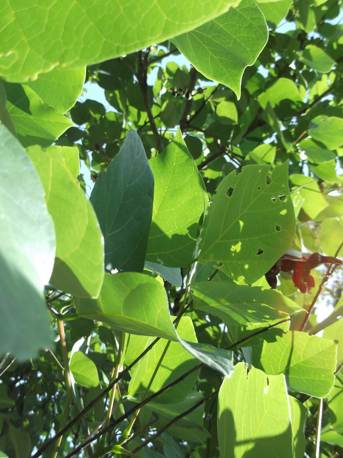 Diario de un naturalista aficionado: 8 de julio: Arboles de Guatemala