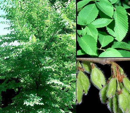 Olmo (Ulmus americana)