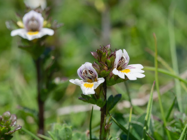 Noar Hill National Nature Reserve, Selbourne | Focusing on Wildlife