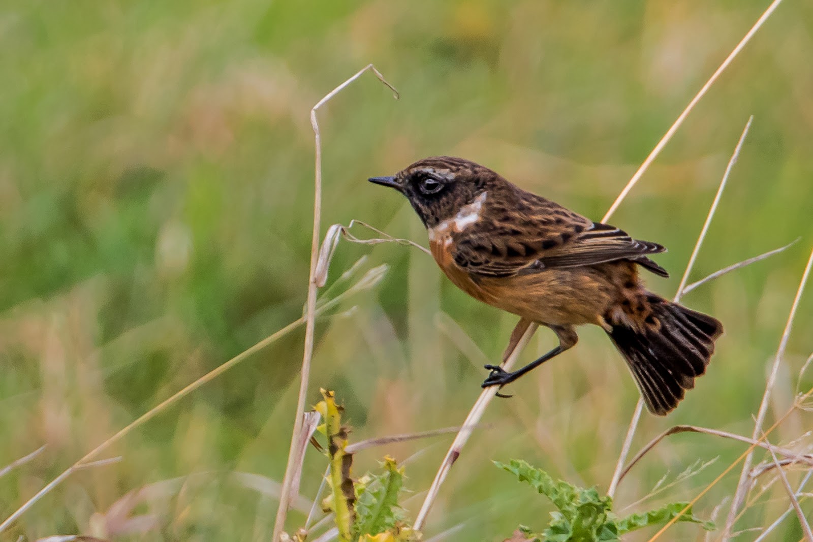 Peterborough Bird Club Gallery: Stonechat
