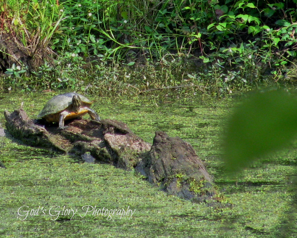 God's Glory Photography: Taking It Slow