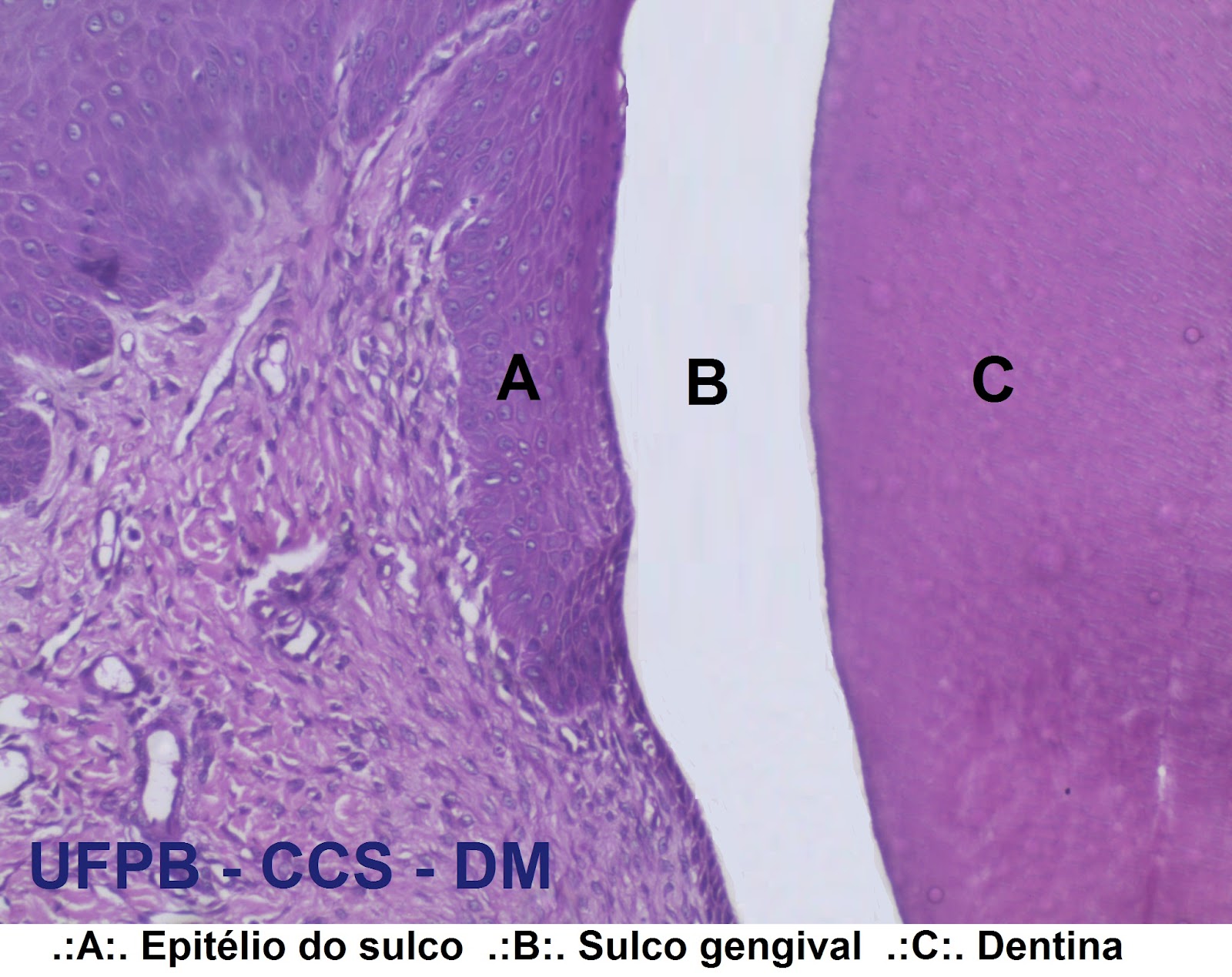 HistoLink: .:Periodonto:.