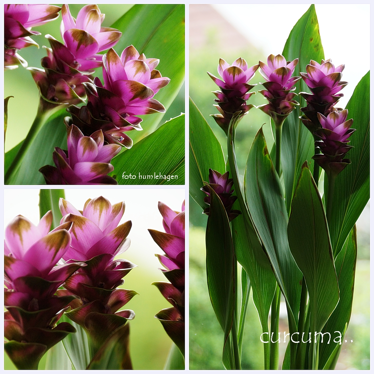 Curcuma-kjærlighet..