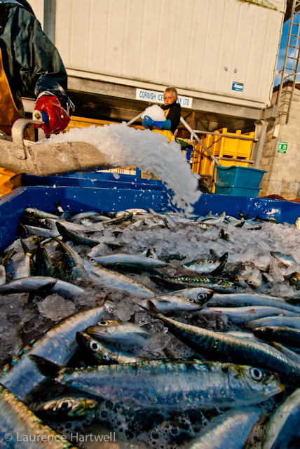 Through the Gaps! - Newlyn Fishing News: Cornish fish feature in ...