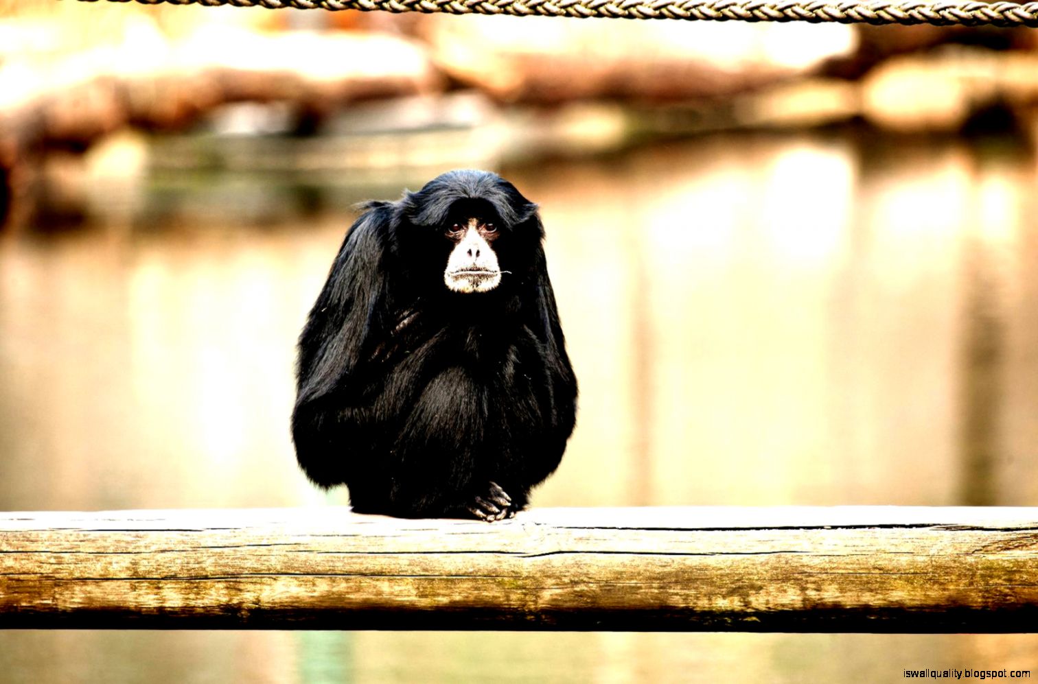 Siamang Animal Unique Wallpaper Hd | Wallpapers Quality
