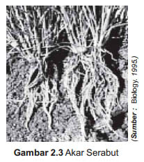 Herlina: ILMU PENGETAHUAN ALAM "STRUKTUR AKAR DAN FUNGSINYA"