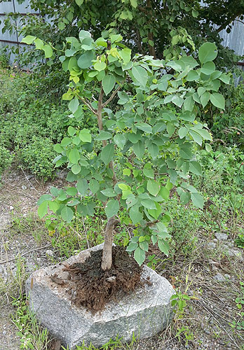 Instant - Bonsai - For - Everyone: Sheesham Tree No.1