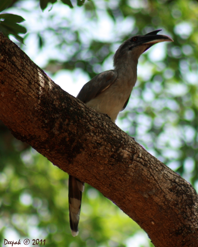 Pakshi Loka: Birding Around Malavalli and JLR Doddamakali