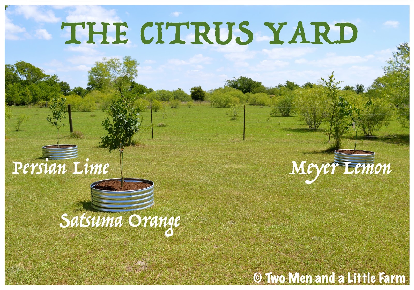 Two Men and a Little Farm: CITRUS TREES PLANTED IN GALVANIZED RINGS