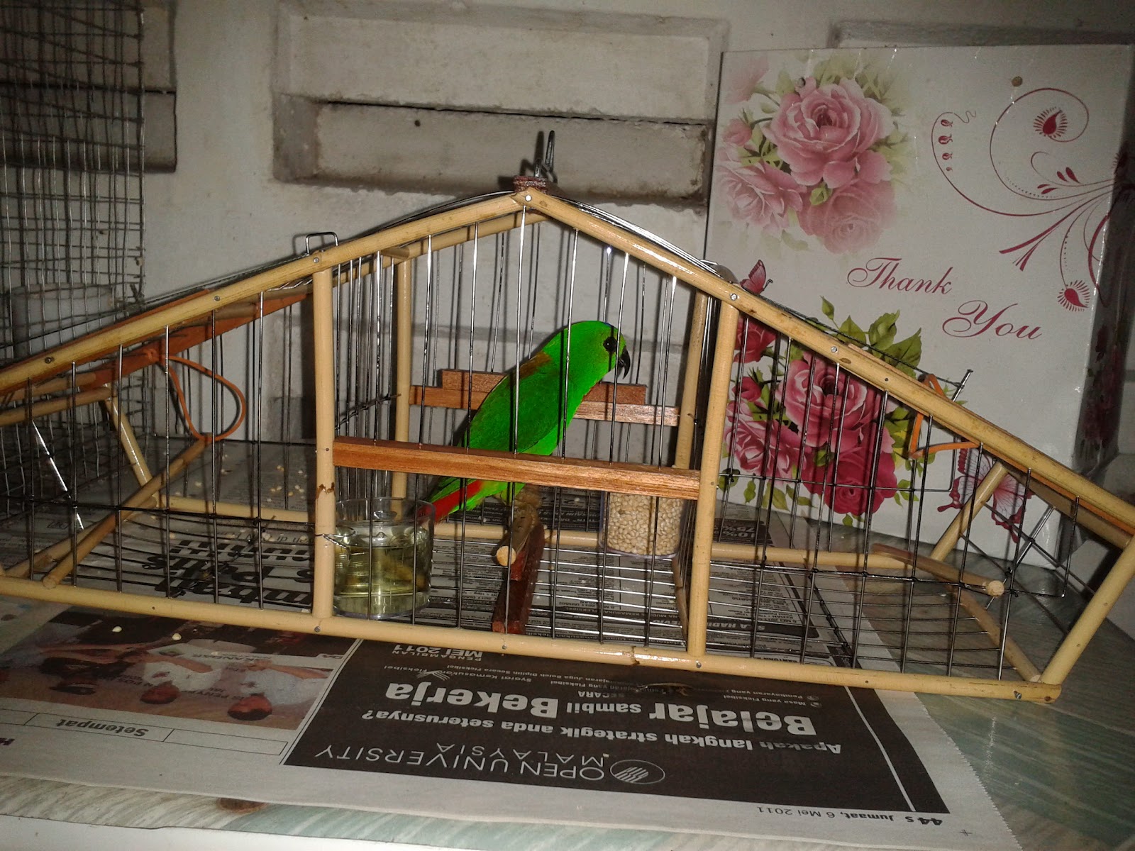 Gambar Foto Hewan: gambar jebak burung serindit