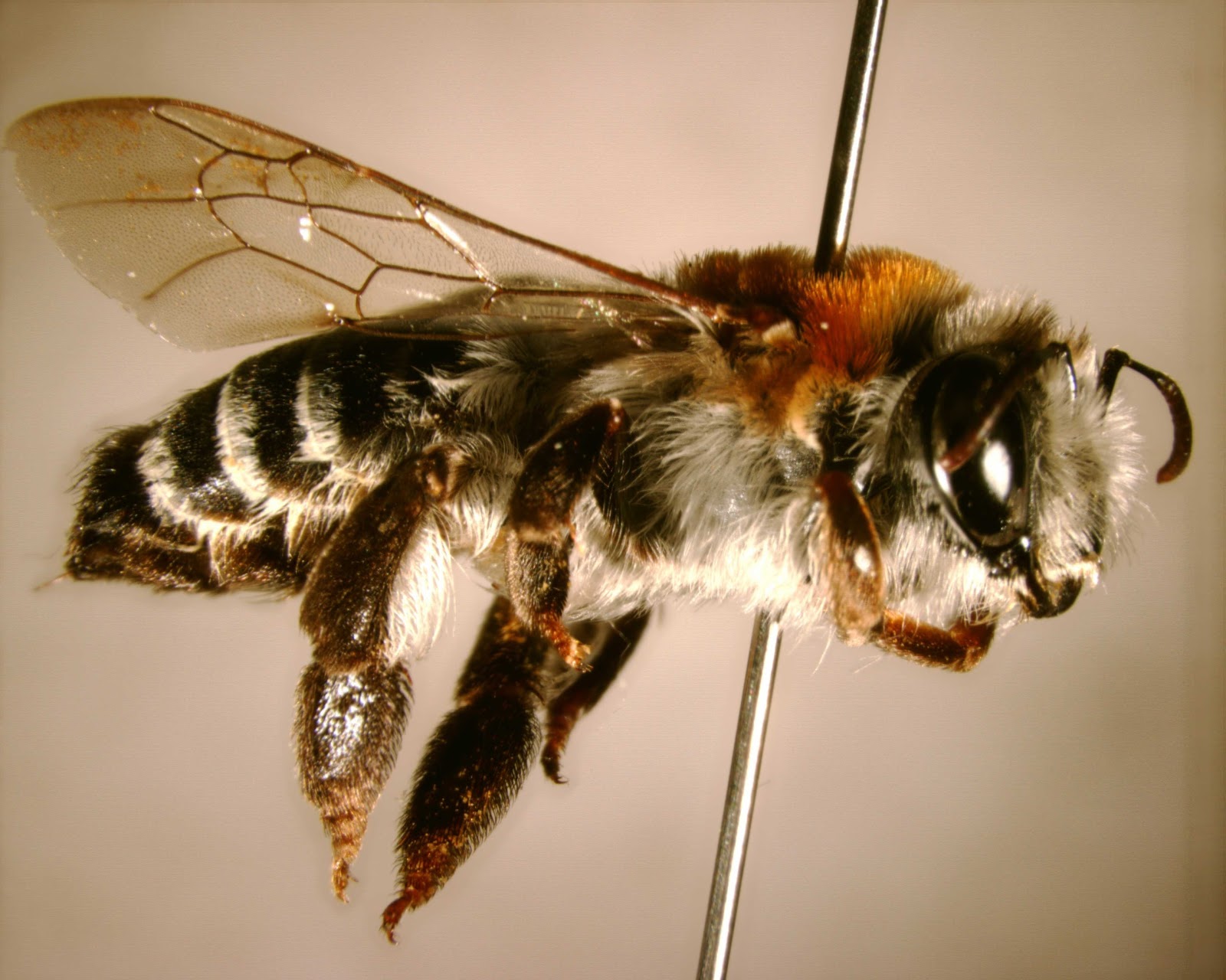 Abejas de Argentina: Colletidae