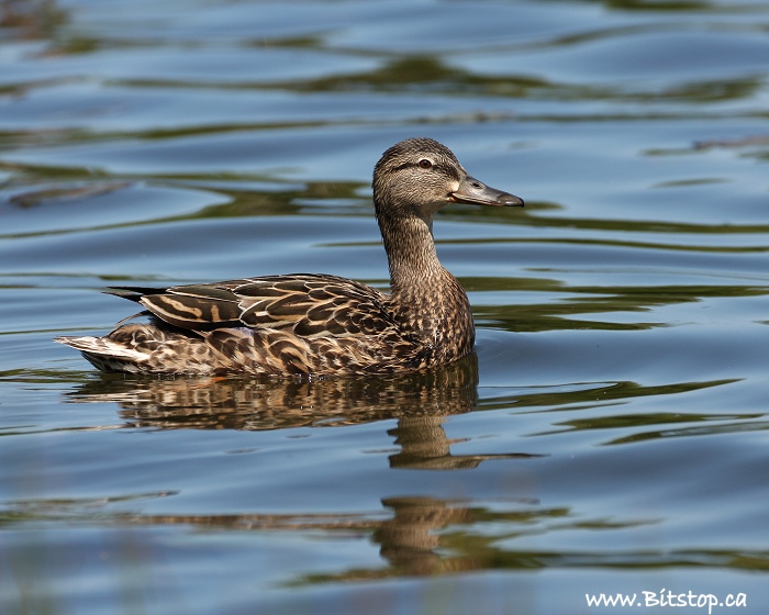Bitstop: Kenny's Pond Birds