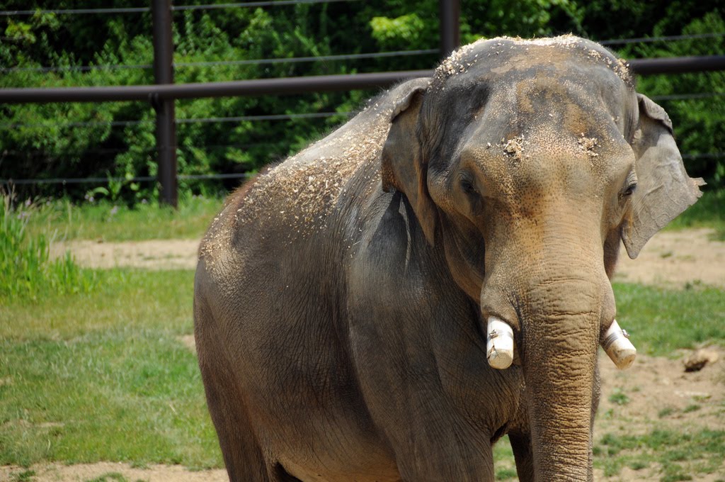 The Circus "NO SPIN ZONE": Coco, Patriarch Of Zoo's Elephant Herd, Dies