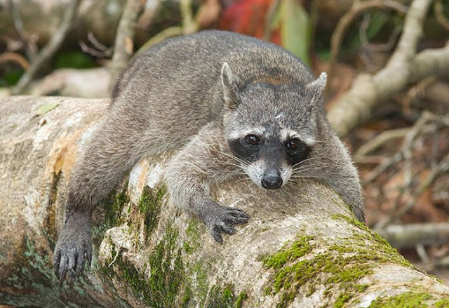 Cultura Guaraní: Aguará Popé u osito lavador