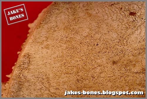Strange bones #10 - what is this ? : Jake's Bones