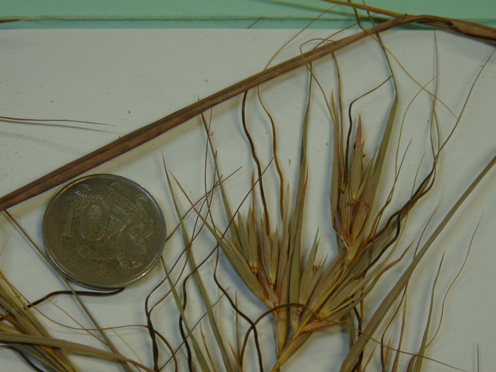 LandcareNT: Can you tell grader grass from kangaroo grass?