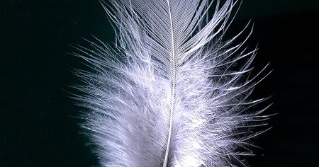 Strange Superstitions About Feathers