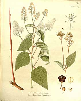 The Herb Hound: RED ROOT