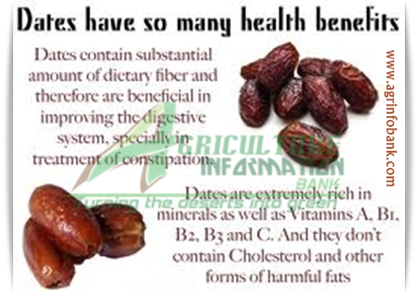 Health Benefits of Dates | Farming: Feed the hungry world