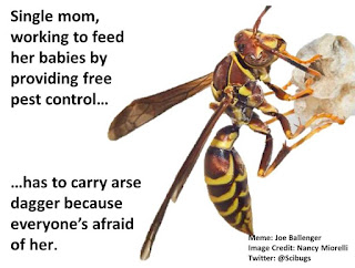 Bug Eric: Bee vs. Wasp Memes Perpetuate Ignorance