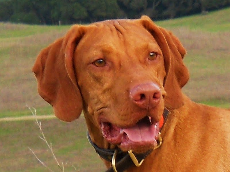 redbirddog - a hungarian pointer (vizsla) blog: Transylvanian Hound ...