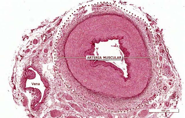 Histología Básica y Sistémica: Sistema Cardiovascular I