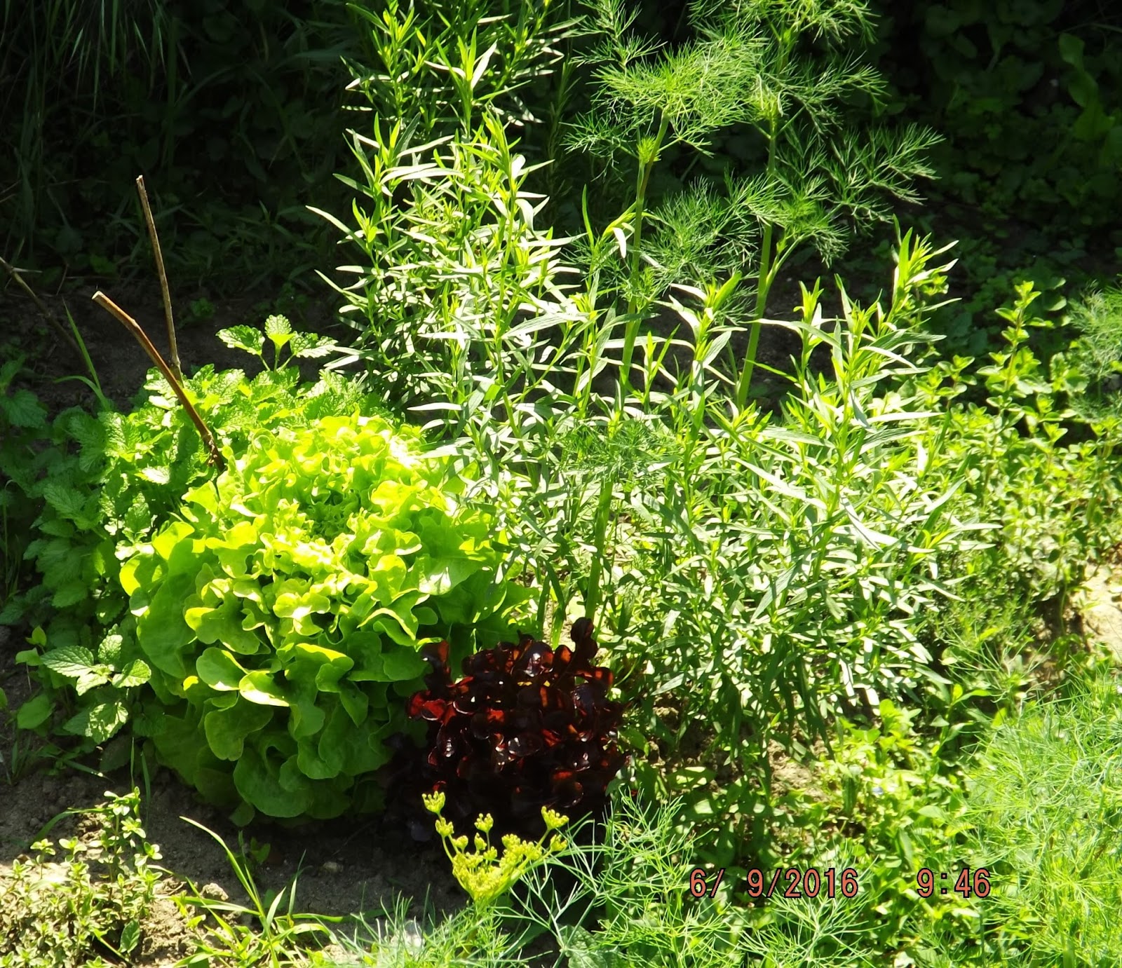 Gradinarit anotimp cu anotimp: Inceput de vara cu surprize