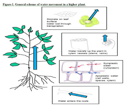 Introduction to Cell Water Relations - PLANT CELL