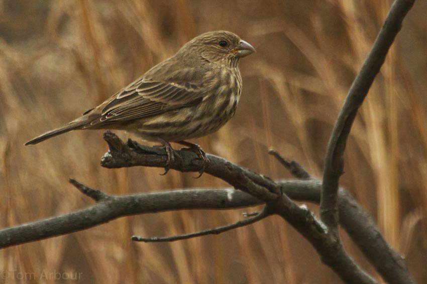 The Ohio Nature Blog: More Winter Birds